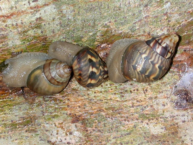 Orthalicus Princeps | U.S. Geological Survey