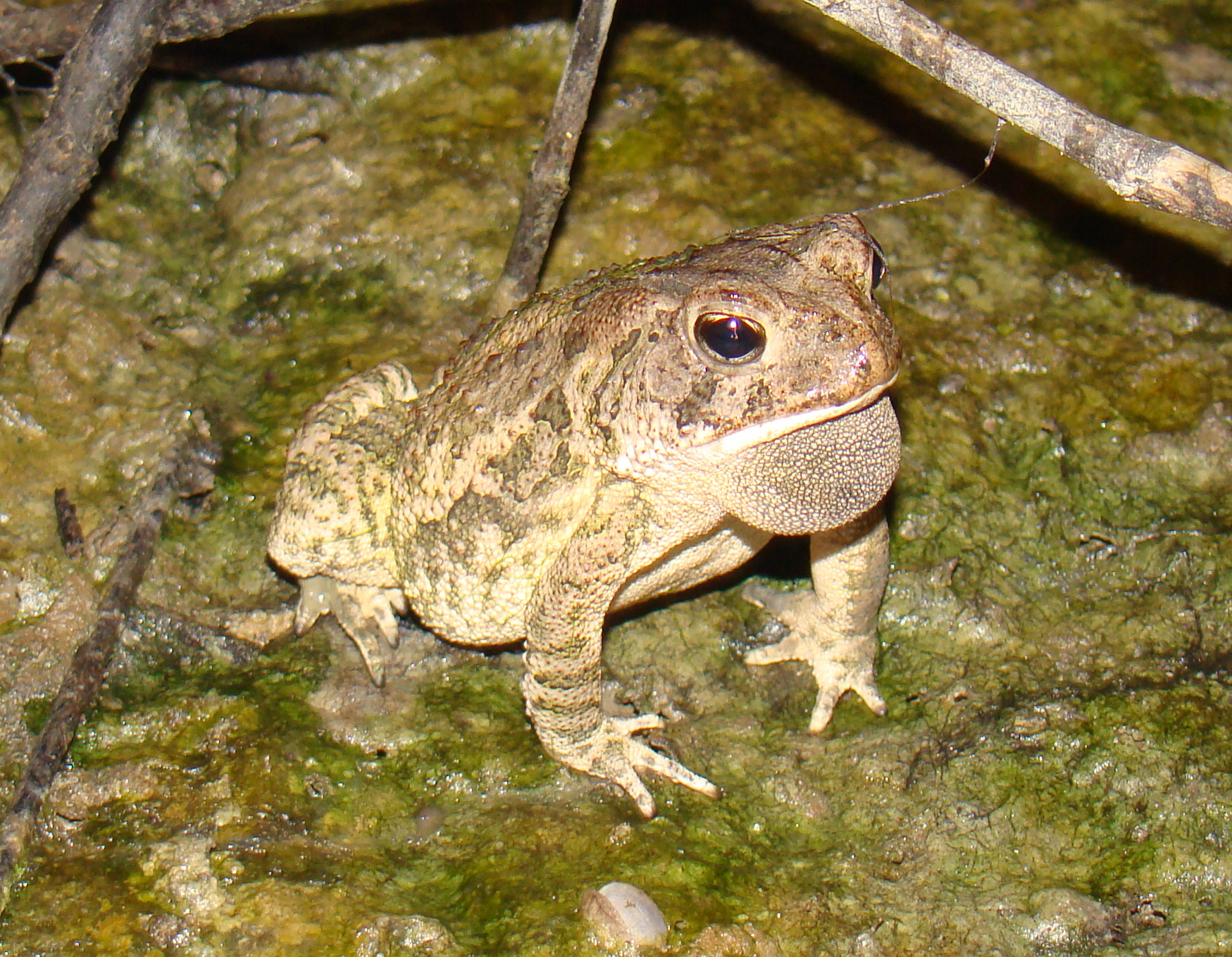 Calling male Fowler's toad | U.S. Geological Survey