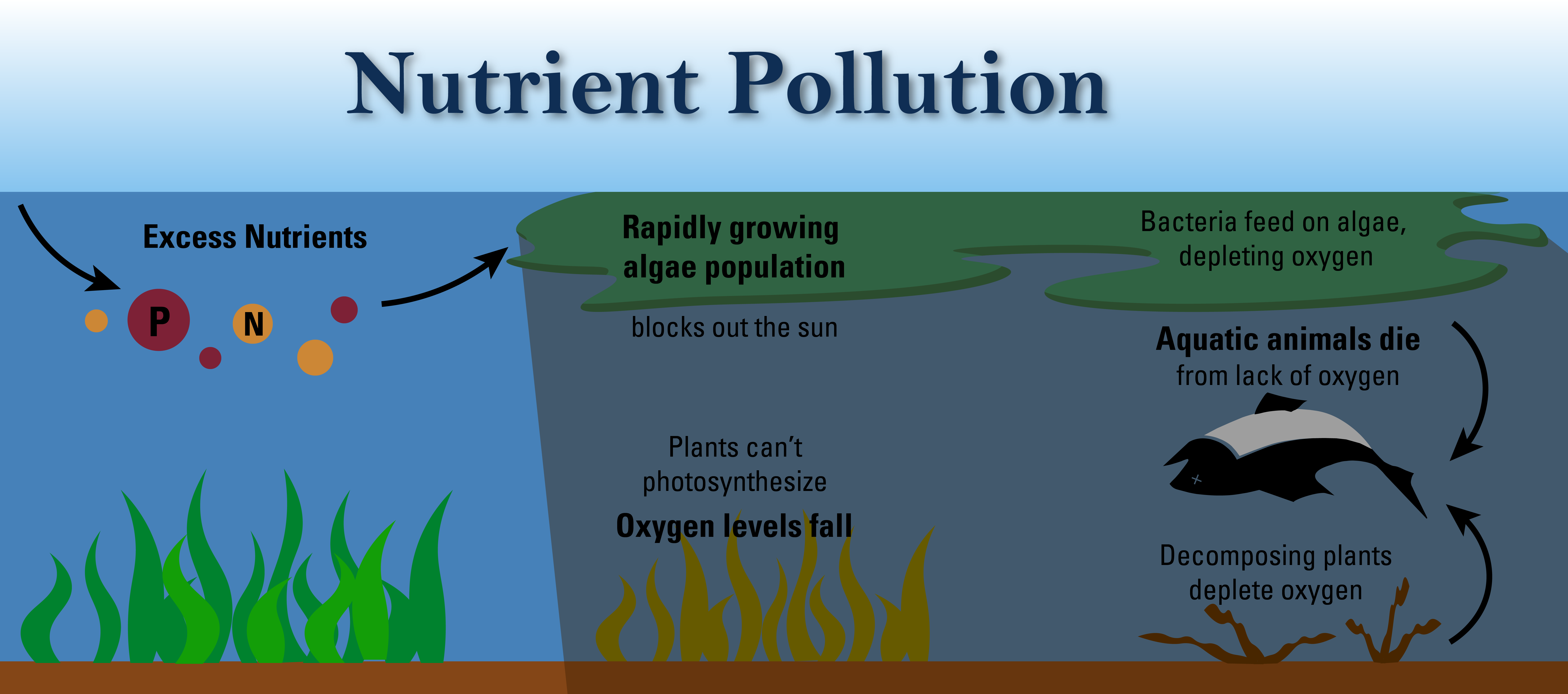 Eutrophication Causes Classification Impacts Process 45 OFF