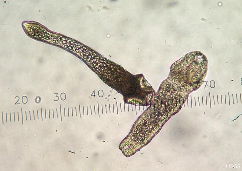 tapeworm larvae size