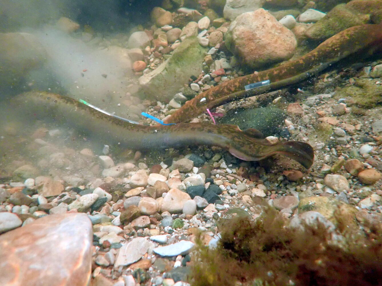 Sea Lamprey Spawning | U.S. Geological Survey