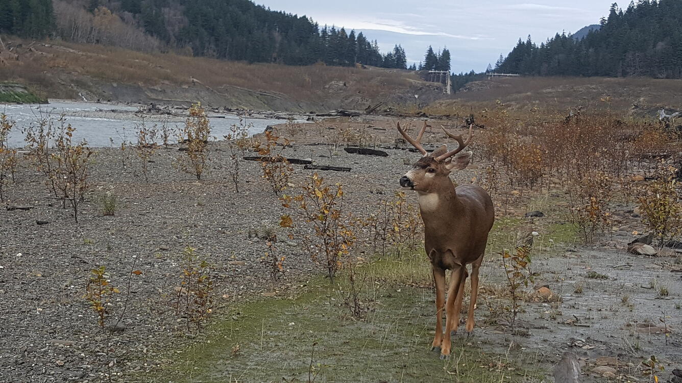 Buck in dewatered reservoir, Elwha river basin | U.S. Geological Survey