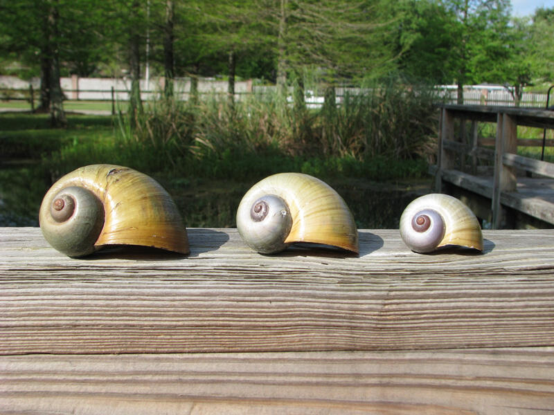 Apple Snail Shells | U.S. Geological Survey