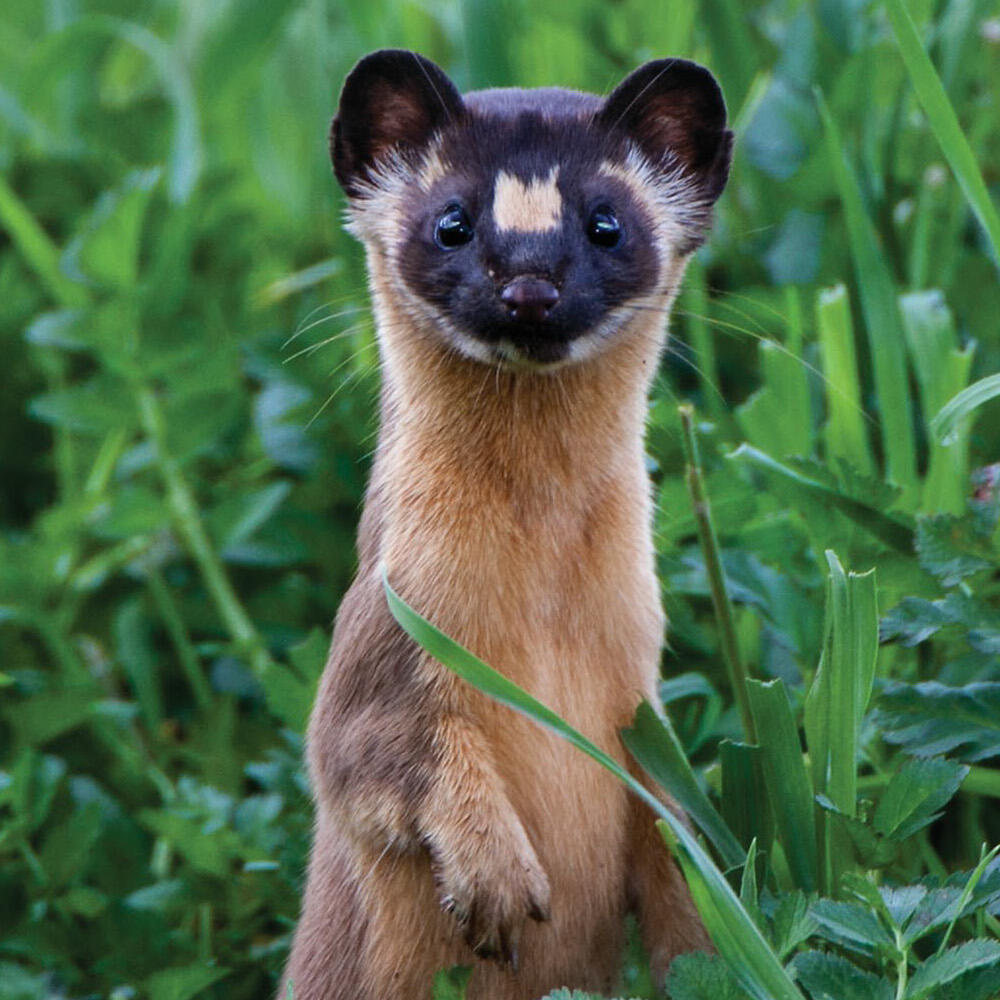 Weasel | U.S. Geological Survey