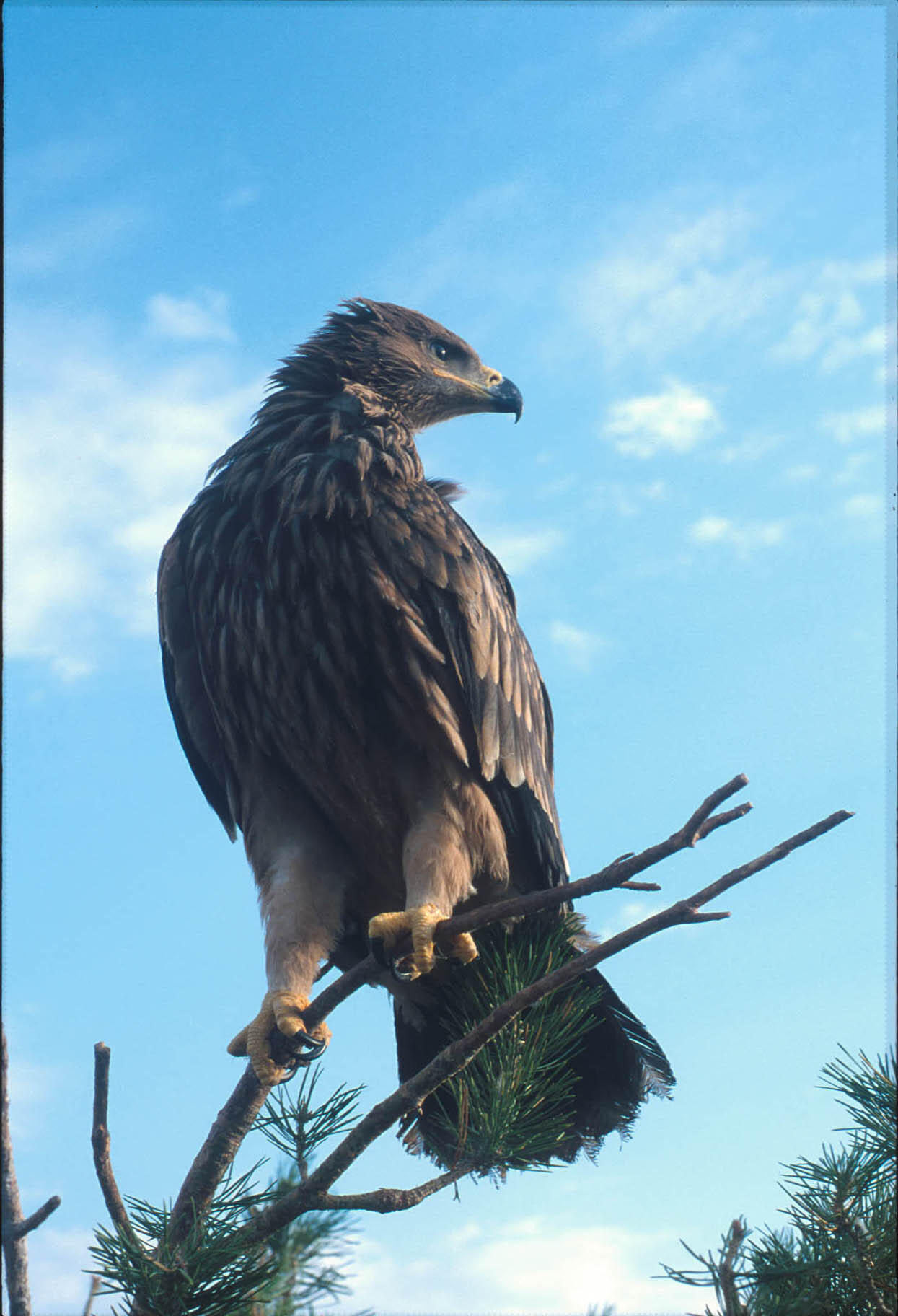 eastern imperial eagle