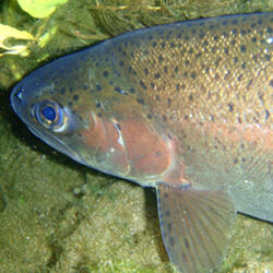 Adult steelhead (Thumb) | U.S. Geological Survey