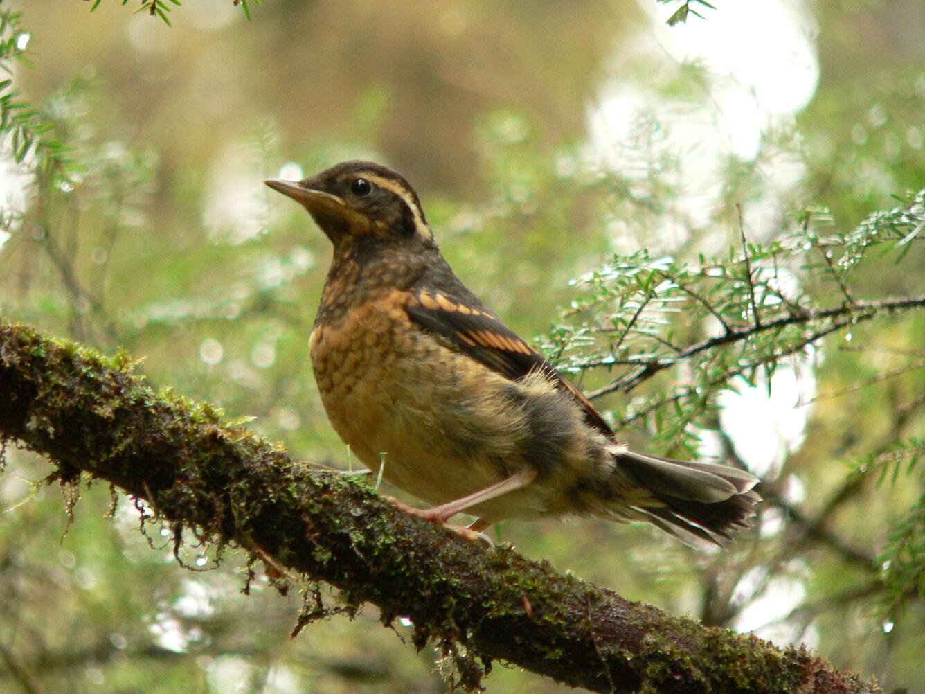 varied thrush oregon