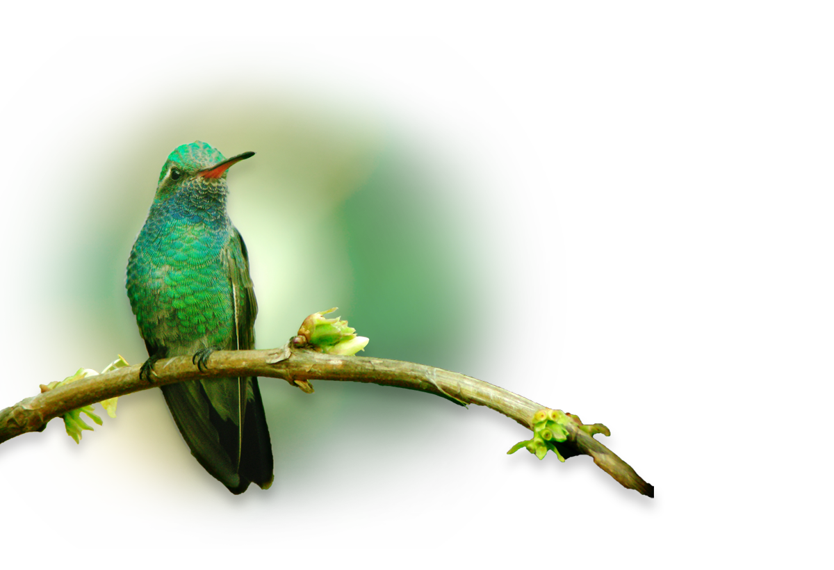 Hummingbird | U.S. Geological Survey