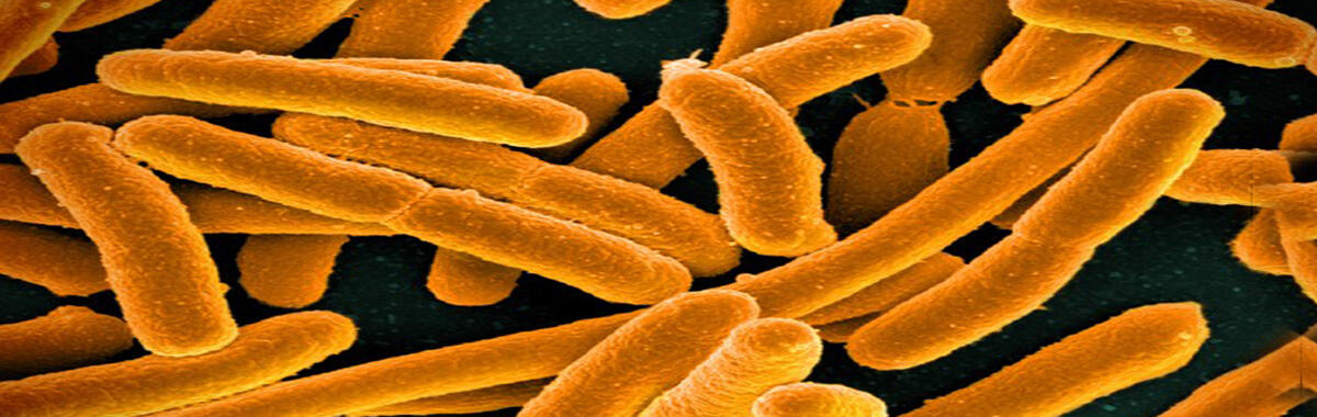 Bacteria in water: E coli bacteria | U.S. Geological Survey