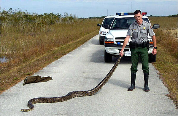 How many Burmese pythons inhabit southern Florida? | U.S. Geological Survey