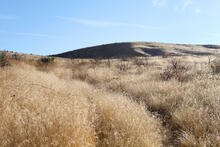 Invasive cheatgrass | U.S. Geological Survey