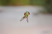 Rufous hummingbird flying | U.S. Geological Survey