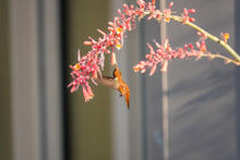 Rufous hummingbird pollinating a flower | U.S. Geological Survey