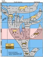 horse evolution tree