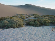 Death Valley National Park - Ecology | U.S. Geological Survey