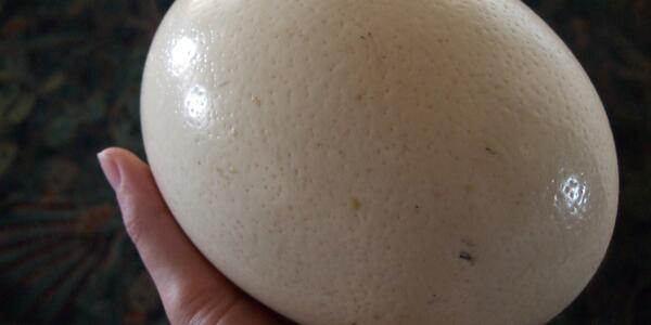 ostrich egg cell under microscope
