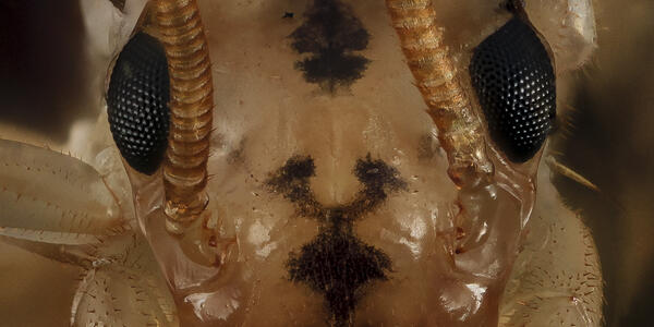 house centipede face