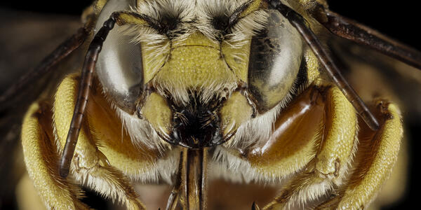 Trachusa dorsalis, M, Face, GA, Baker County | U.S. Geological Survey