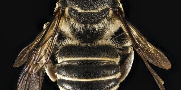 Trachusa ridingsii, M, Back, GA, Baker County | U.S. Geological Survey