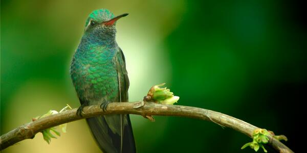 Broad-Billed Hummingbird | U.S. Geological Survey
