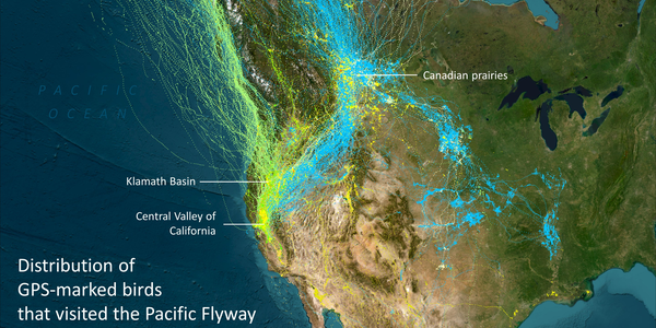Distribution of GPS-marked birds that visited the Pacific Flyway | U.S ...
