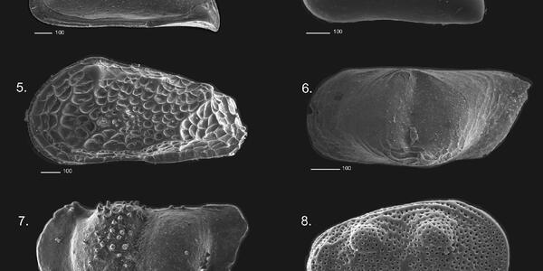 Ostracodes: Tiny recorders of Arctic ocean and ecosystem changes | U.S ...