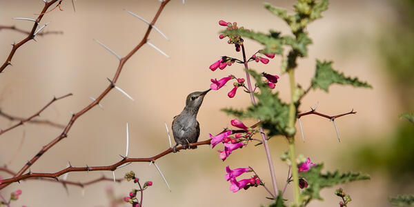 Anna's hummingbird with penstemon flower | U.S. Geological Survey