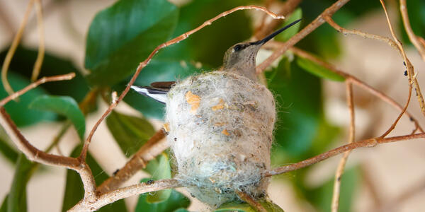 Female Black-chinned hummingbird in nest | U.S. Geological Survey