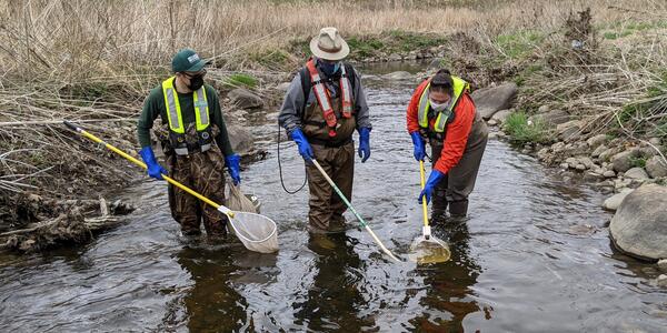 Fish shocking with backpack shocker at Underwood Creek at Wauwatosa ...