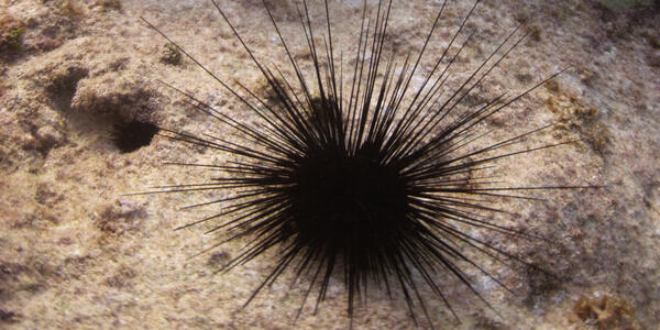 sea urchin devon