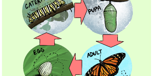 monarch life cycle