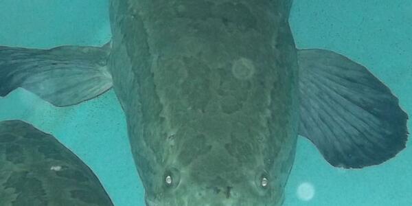 snakehead fish attack humans