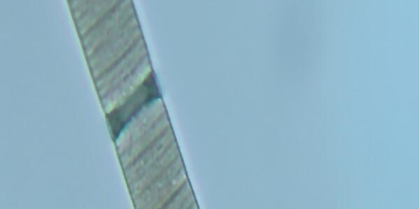 oscillatoria vegetative structure