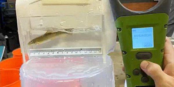 PIT tag reader being tested | U.S. Geological Survey