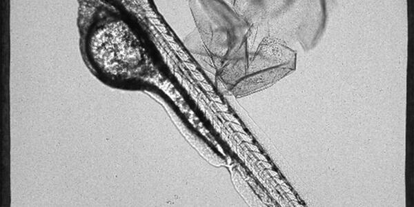 zebrafish embryo drawing