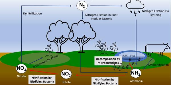 denitrification nitrogen cycle examples