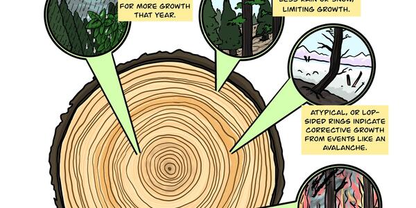 how to draw a tree ring