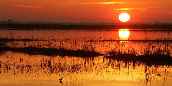 sunrise marsh sequence