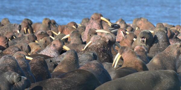 arctic walrus migration