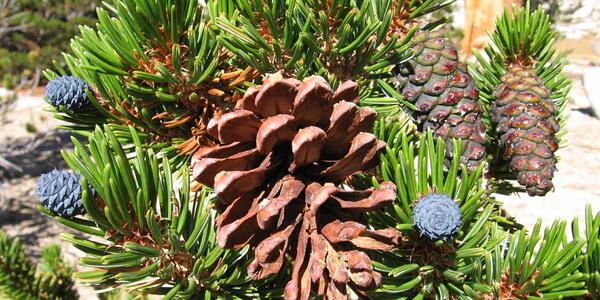 conifer trees examples