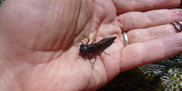 aeshnidae larvae identification