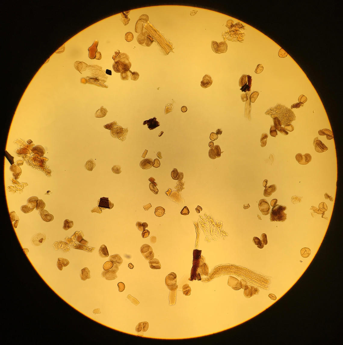microscope for pollen analysis
