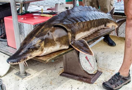 largest ever sturgeon
