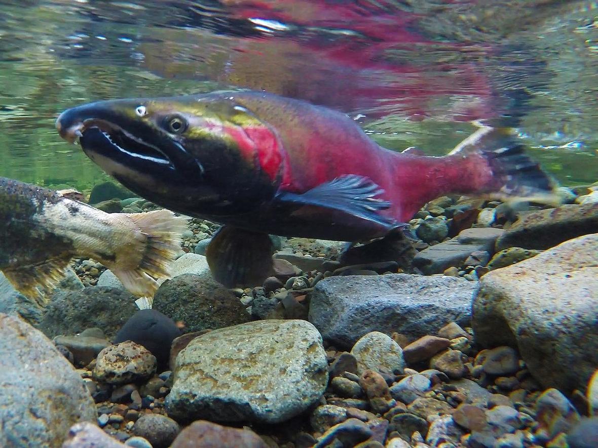 what do salmon eat when spawning