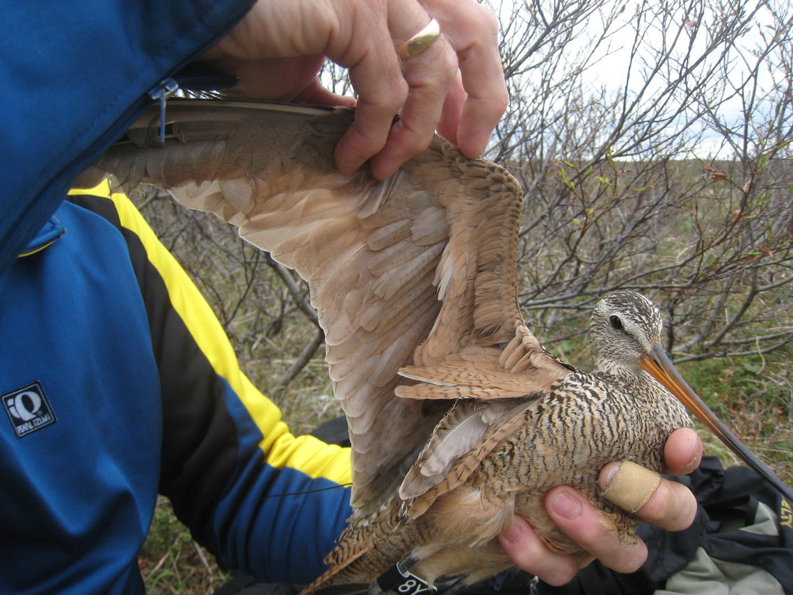 How to hide a godwit - the story of Marbled Godwits in Alaska | U.S ...