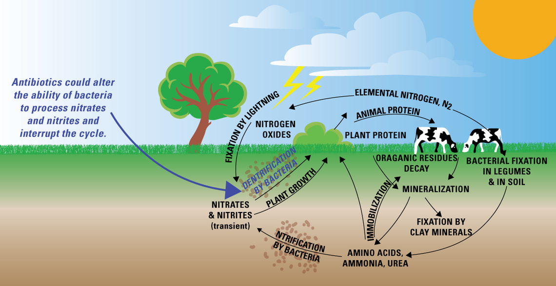 nitrogen cycle a level