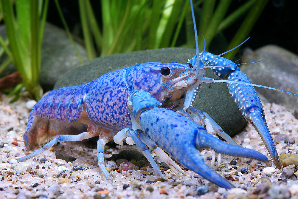 crayfish conservation manual