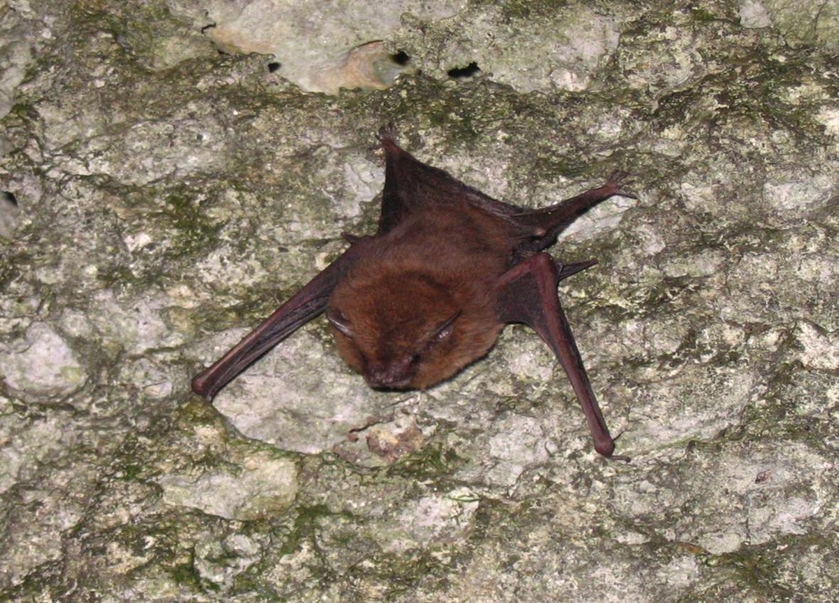 Ecology of Insect-eating Bats | U.S. Geological Survey