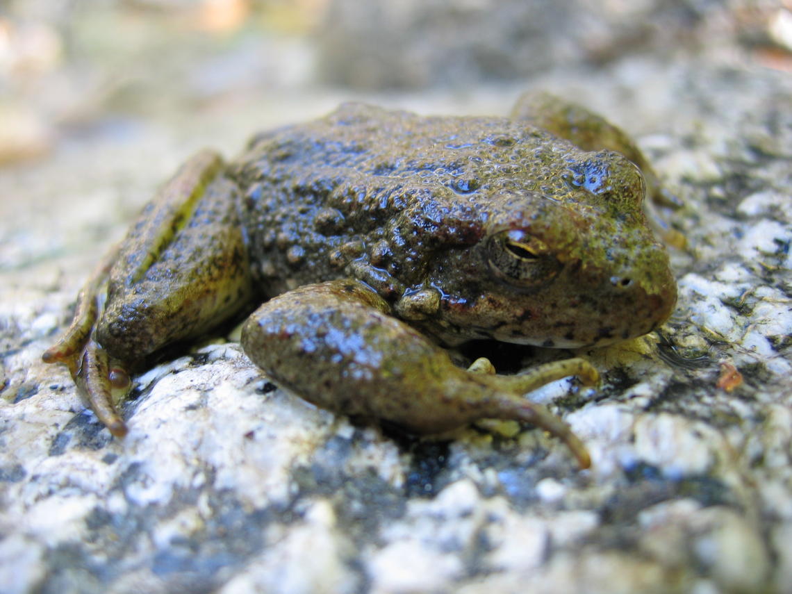 Mapping Climate Refuges for Foothill Yellow-legged Frogs | U.S ...