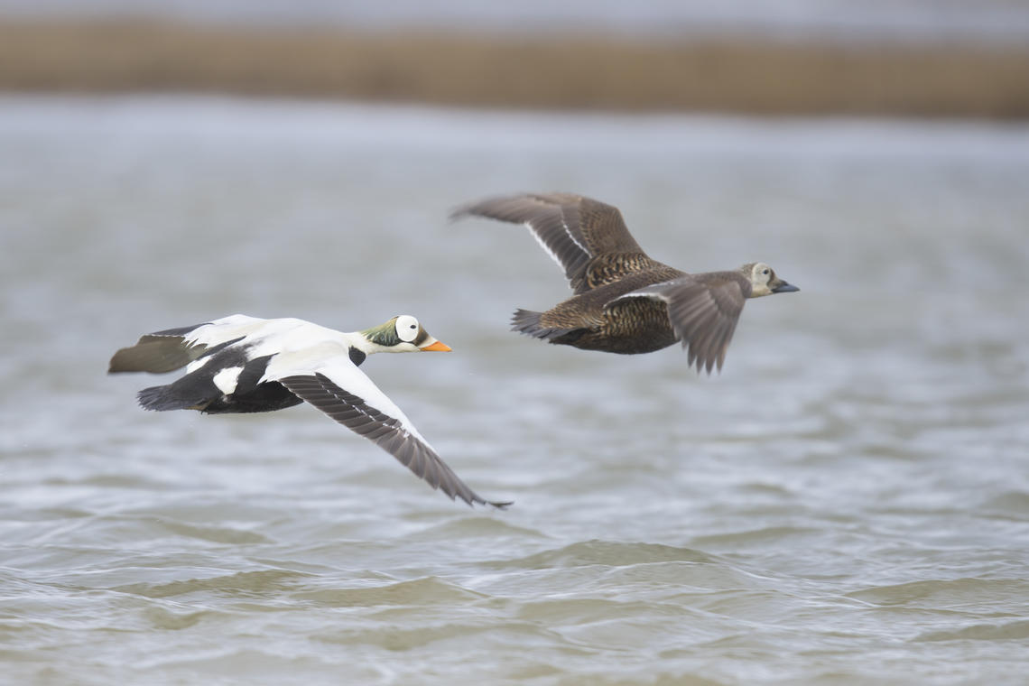 spectacled eider range